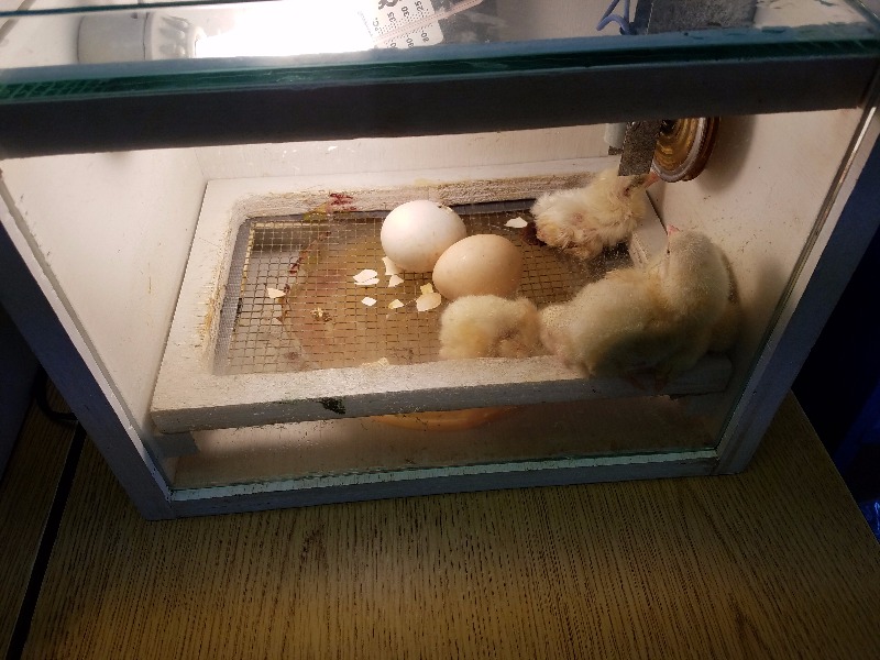 Clarksburg C-2 Schools - Hatching Chicks